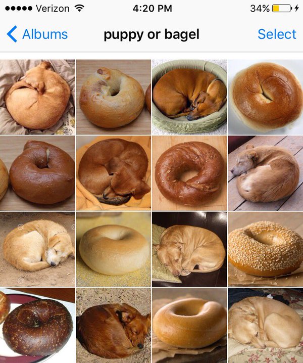 你看得出來到底是狗狗還是Bagel嗎？一系列引發網友熱烈討論的超萌撞臉照！ - A Day Magazine
