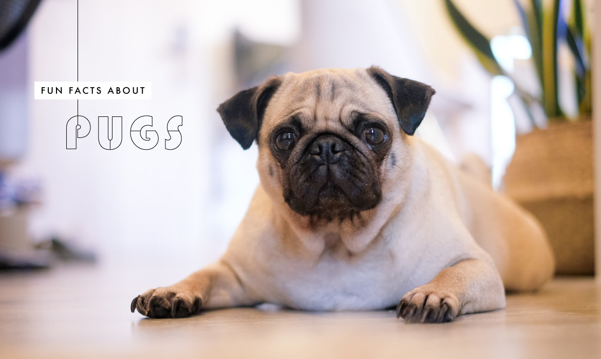 Fun Facts About Pugs : 頂著一張皺皺的無辜臉，其實巴哥犬背後有這樣的風光史 - A Day Magazine