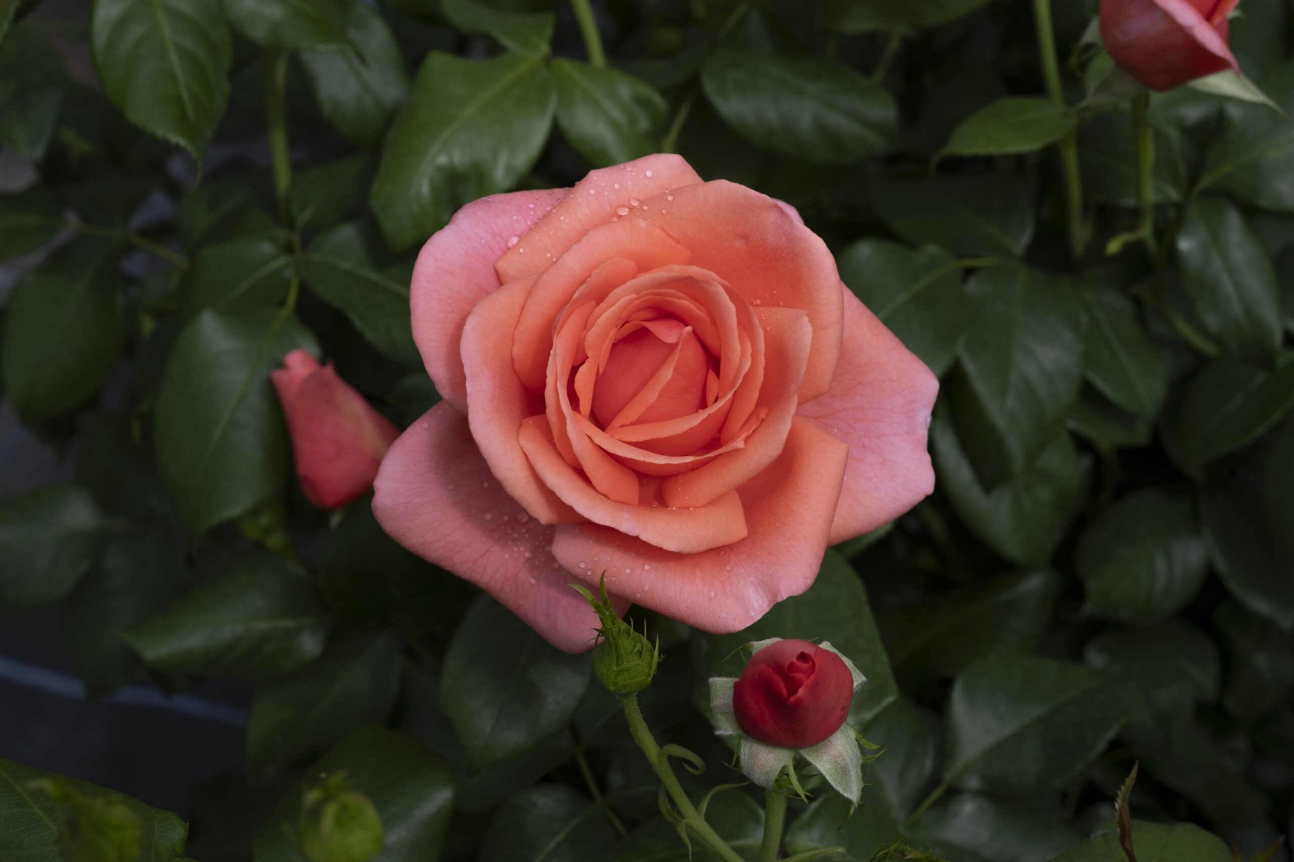 以 Kate 王妃命名，新品種玫瑰 Catherine’s Rose 很有意義：不論經過多少風雨，總能優雅給予溫暖 - A Day Magazine