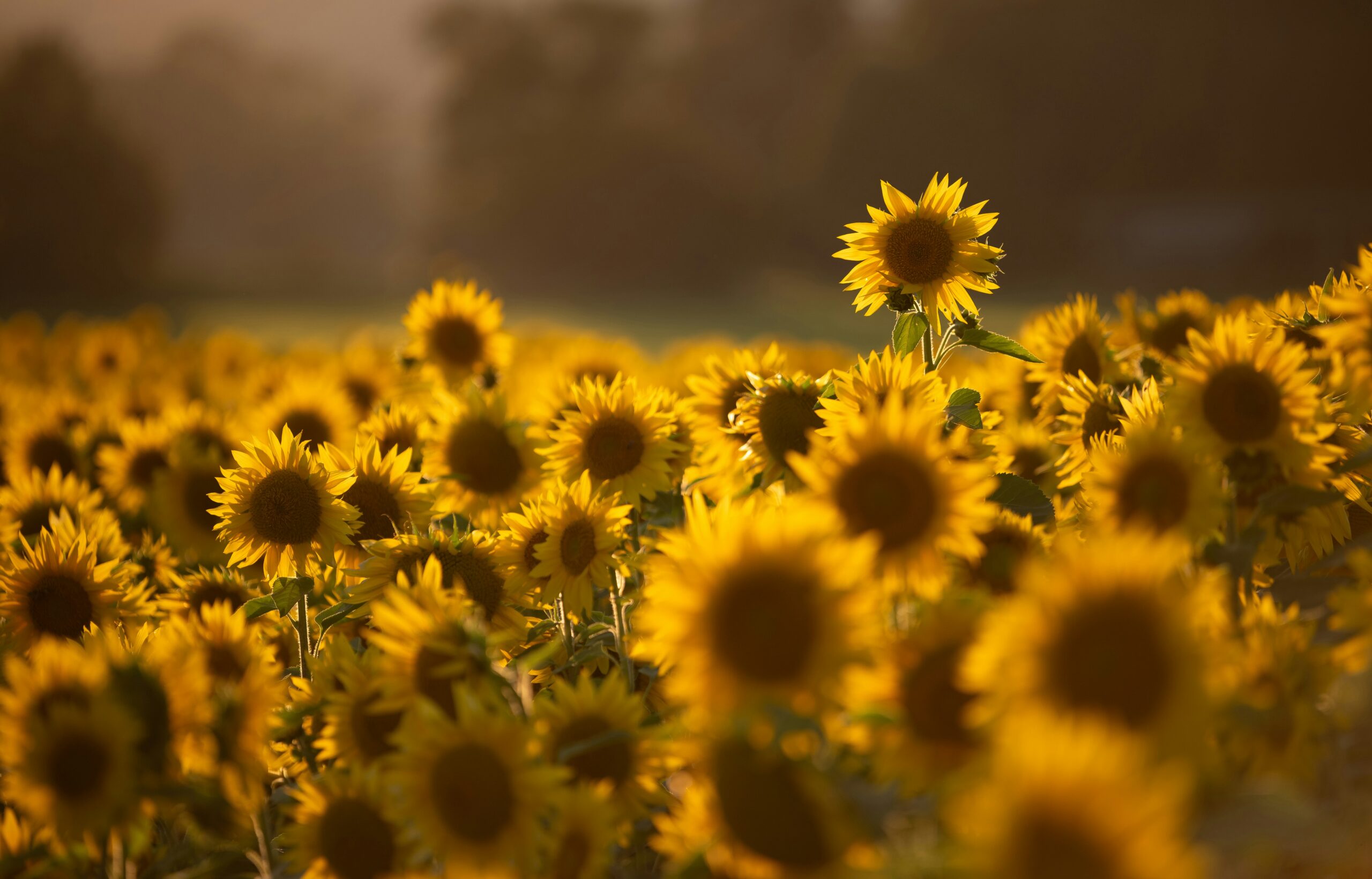 簡單卻浪漫無比的 “Sunflower Theory”，教會我們怎麼愛一個人 - A Day Magazine